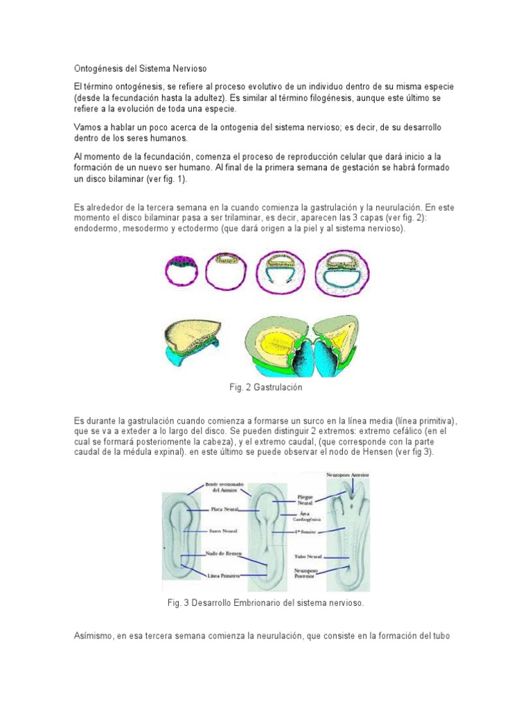 Filogénesis Del Sistema Nervioso | PDF | Cerebro | Sistema nervioso