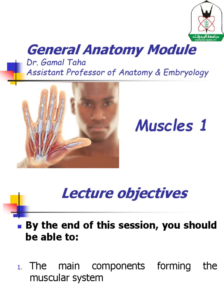Overview of Muscle Anatomy and Types | PDF | Skeletal Muscle | Cardiac ...