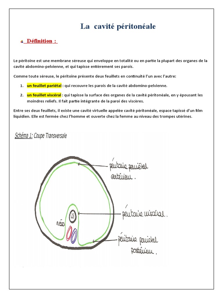 Anatomie et Rôle du Péritoine | PDF | Péritoine | Anatomie animale