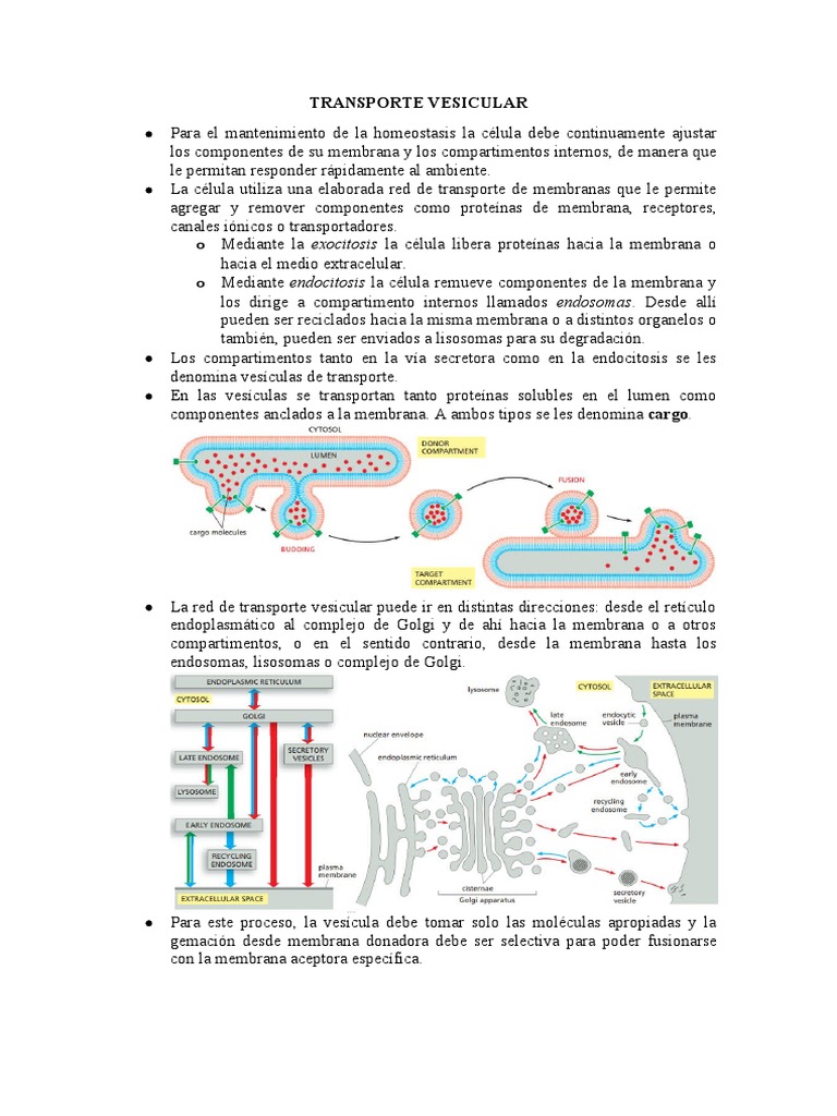 Transporte Vesicular | PDF | Bicapa lipídica | Histología