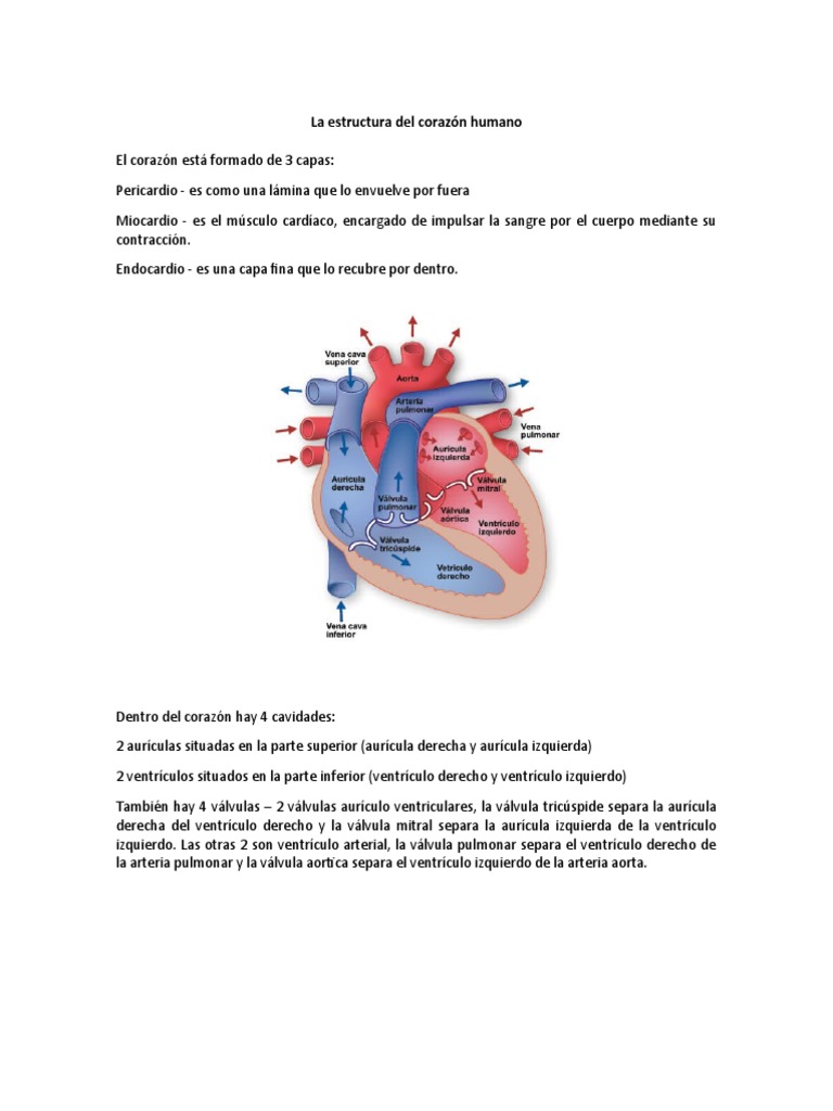 Funciones Del Corazon y Los Pulmones | PDF | Corazón | Pulmón