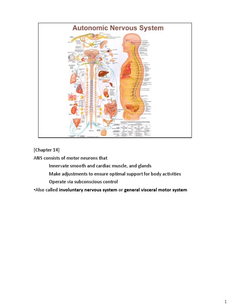 Lecture Notes For Chapter 14 (Autonomic Nervous System) PDF | PDF ...