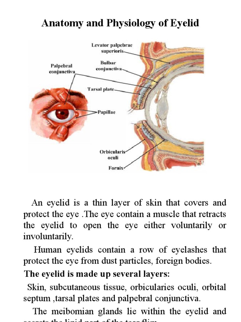 Eyelid Anatomy Tarsal Plate