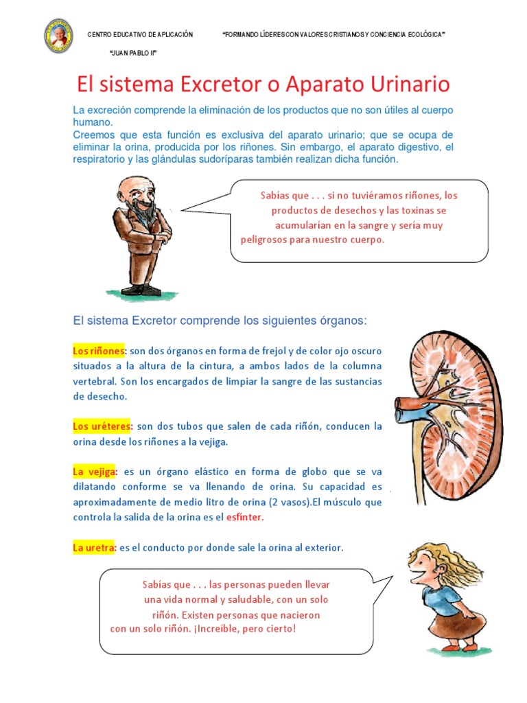 Sistema Excretor | PDF | Sistema urinario | Vejiga urinaria