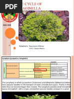 Nematode Species and Common Names List | PDF | Parasites | Plants