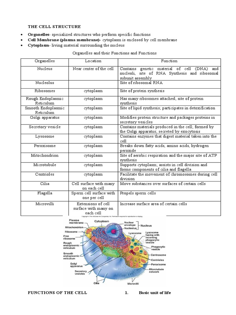 The Cell Structure | PDF | Cell Membrane | Cell (Biology)