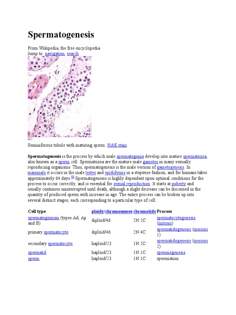 Spermatogenesis: Spermatogenesis Is The Process by Which Male | PDF ...