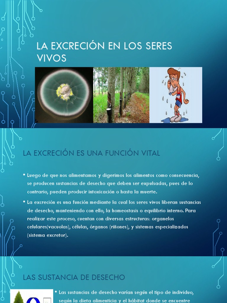 La Excreción en Los Seres Vivos PDF | PDF | Levadura | Hongo