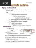 Incisión de Pfannenstiel: Técnica y Ventajas | PDF | Pelvis | Vagina