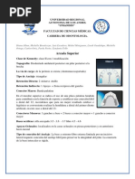 Curva de Spee y Wilson | PDF | Ortodoncia | Odontología