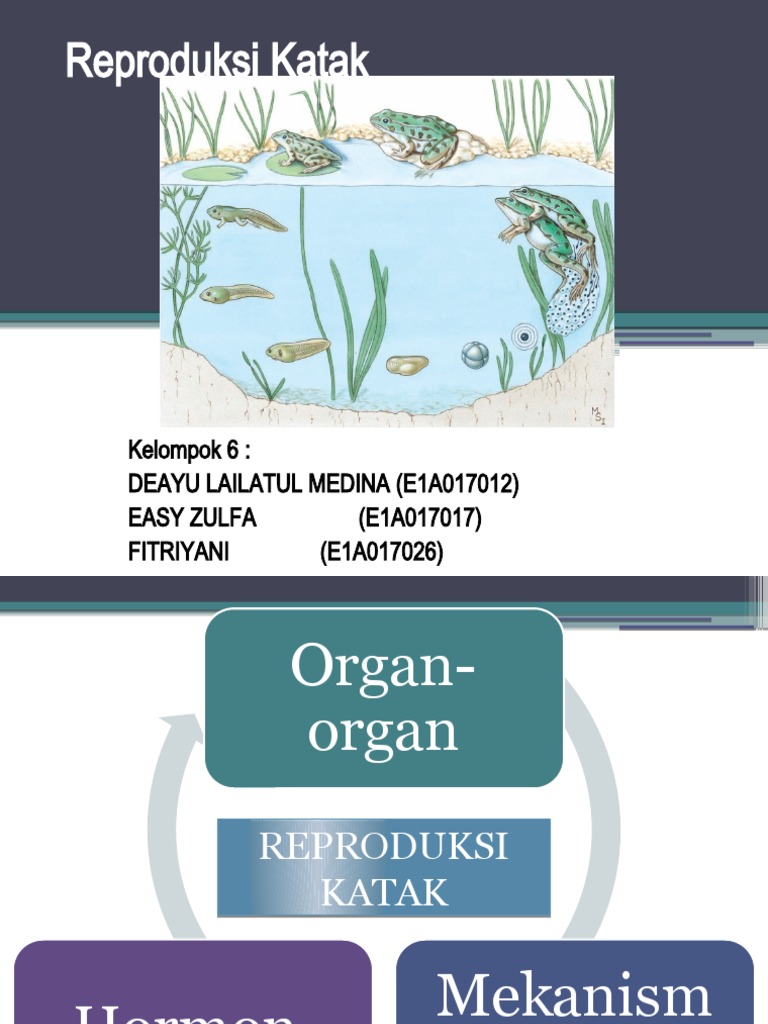 Reproduksi Katak | PDF
