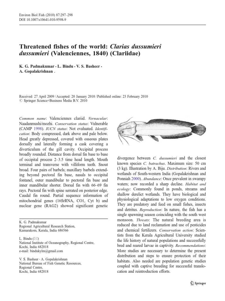 Clarias Dussumieri - Catfish From Peninsular India - Threatened Fishes ...