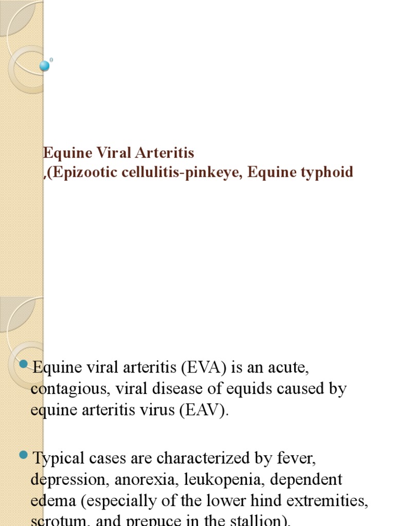 Equine Viral Arteritis | PDF | Virus | Infection