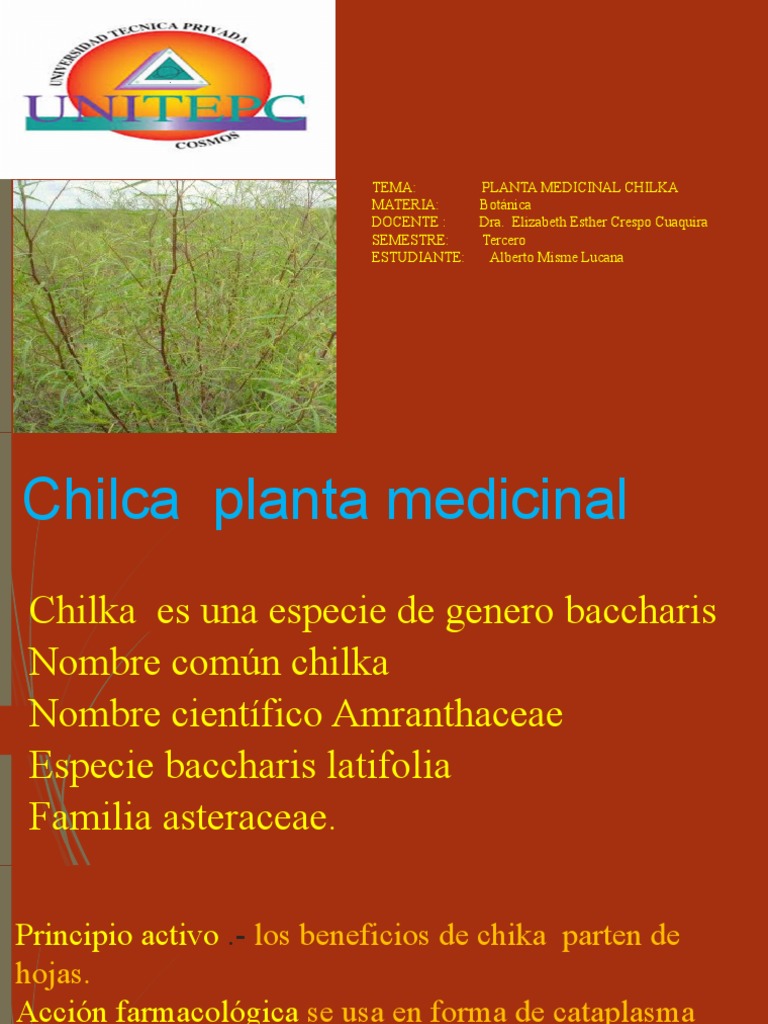 Chilka Planta Medicinal | PDF | Salud y bienestar