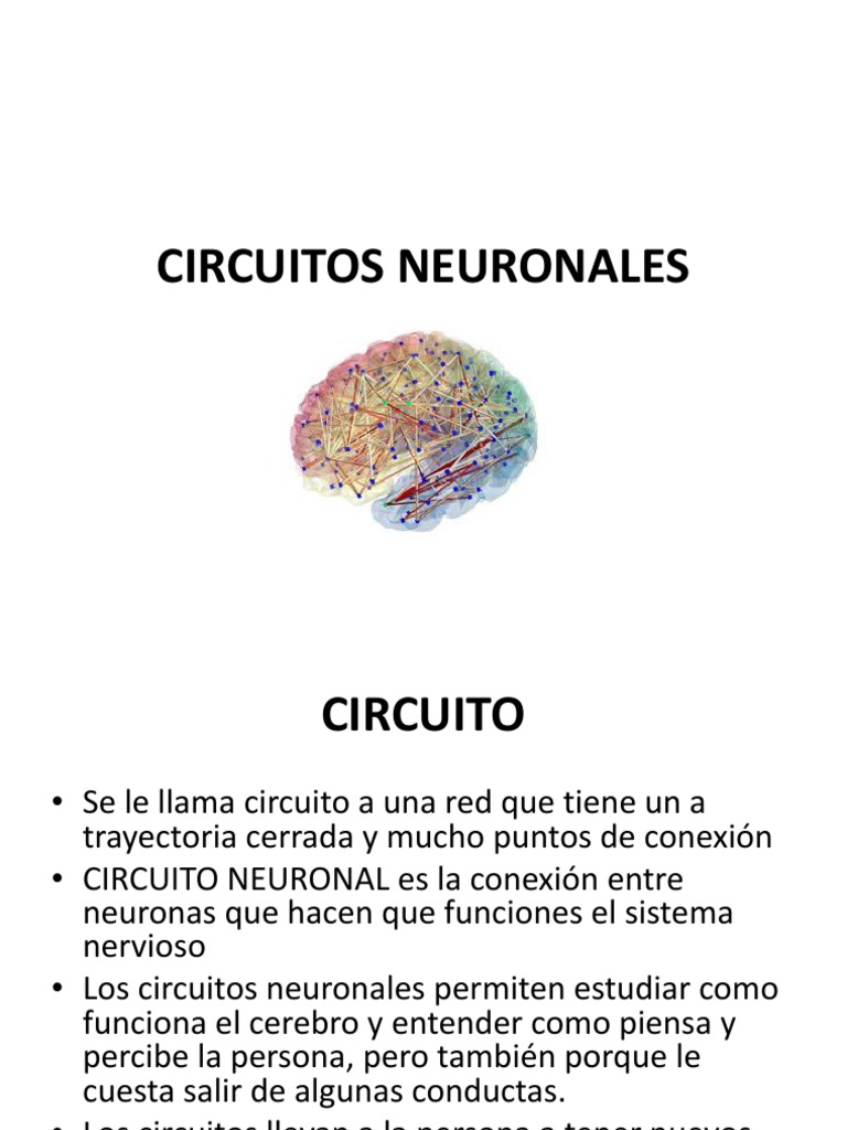 Circuitos Neuronales | PDF | Neurona | Sistema nervioso