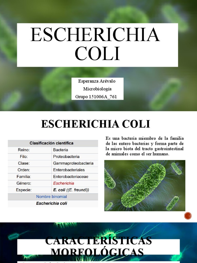 Escherichia Coli | PDF | Escherichia coli | Diarrea