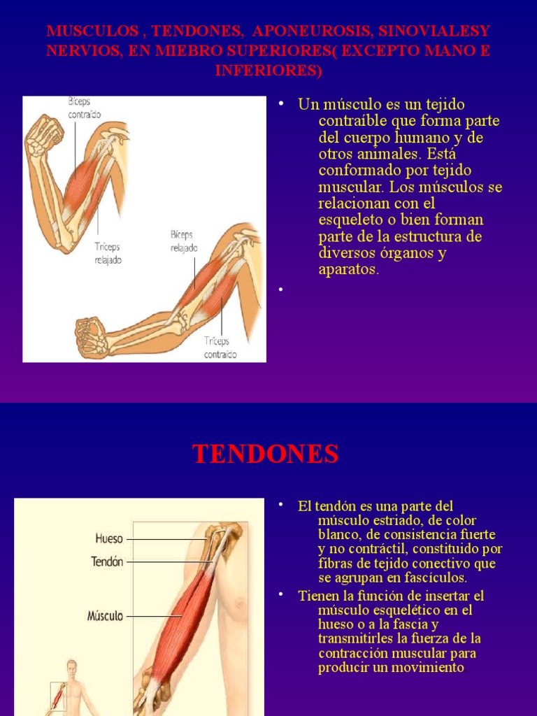 Musculos, Tendones, Aponeurosis, Sinovialesy Nervios | PDF | Músculo ...