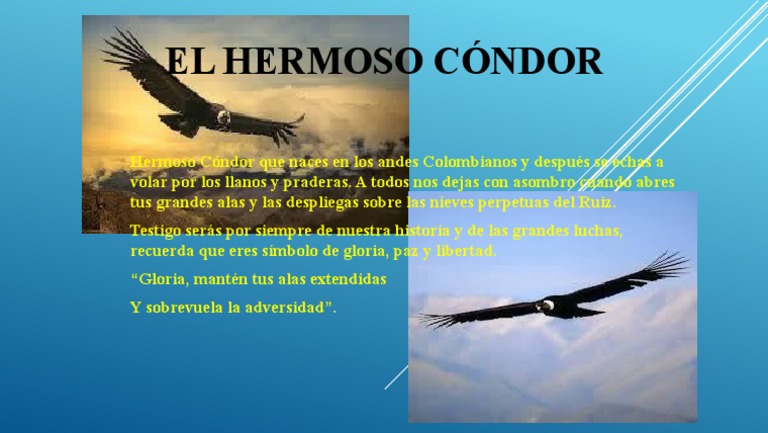 Poema El hermoso cóndor.pptx | PDF