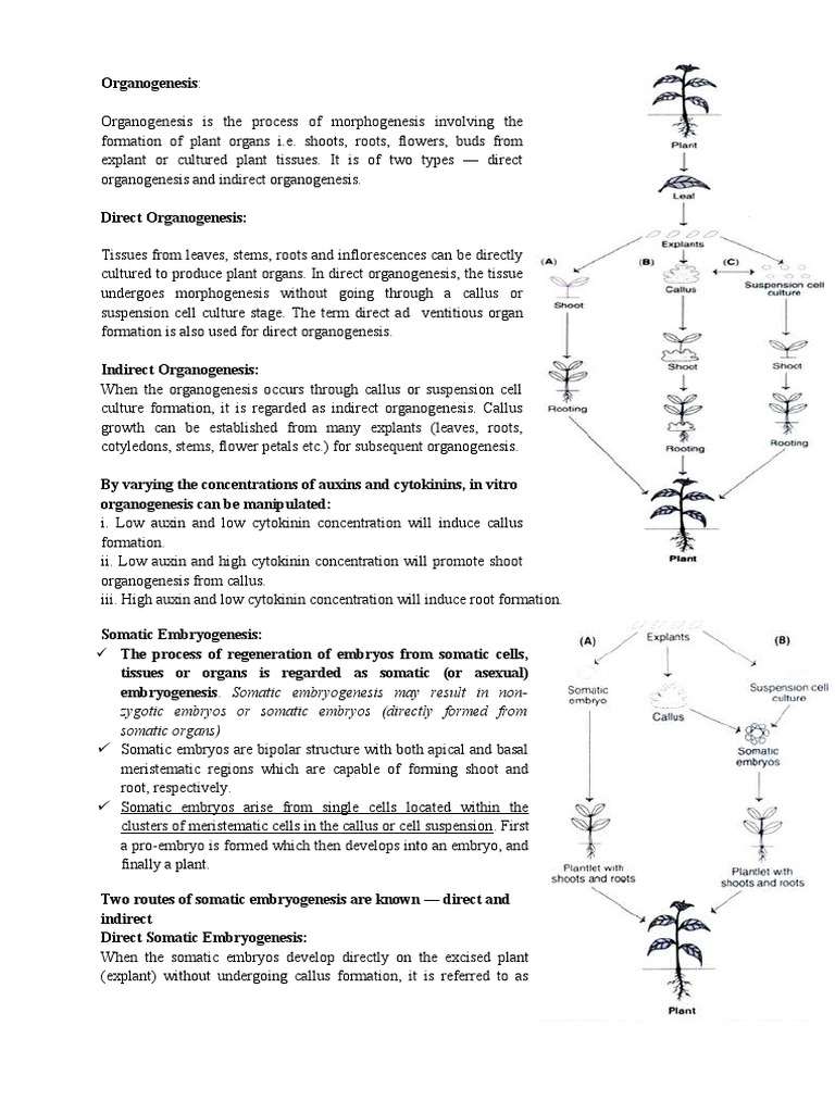 Organogenesis, Somatic Embryogenesis and Synthetic Seeds | PDF | Embryo ...