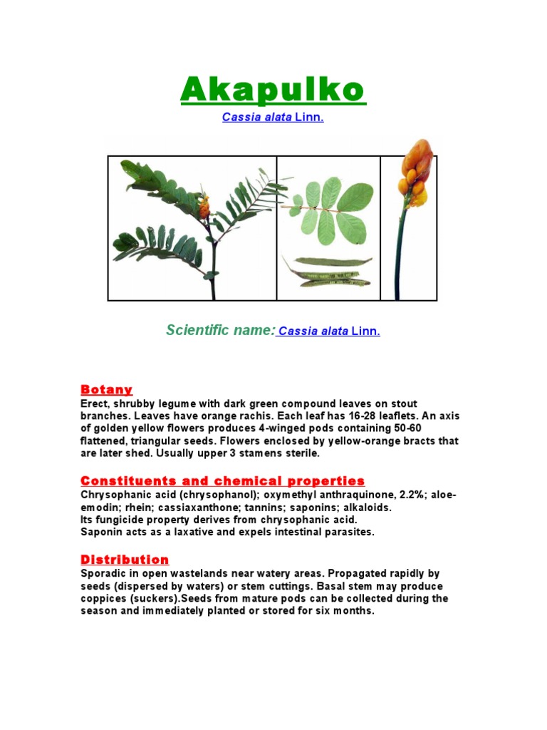 Akapulko | Leaf | Wellness