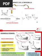 Análisis de Moyers | PDF | Boca | Ramas de Odontología