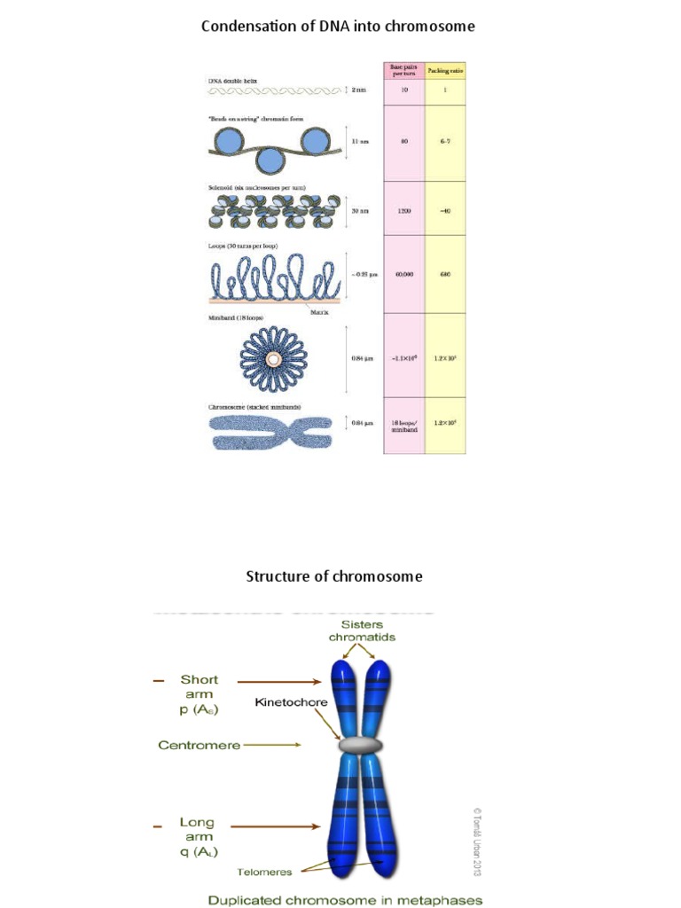 Condensation of DNA Into Chromosome | PDF