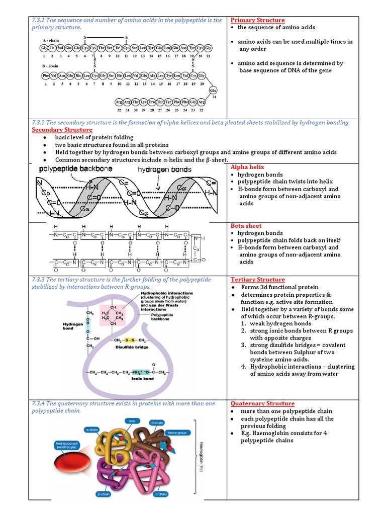 Understanding Protein Structure Levels | PDF | Biomolecular Structure ...