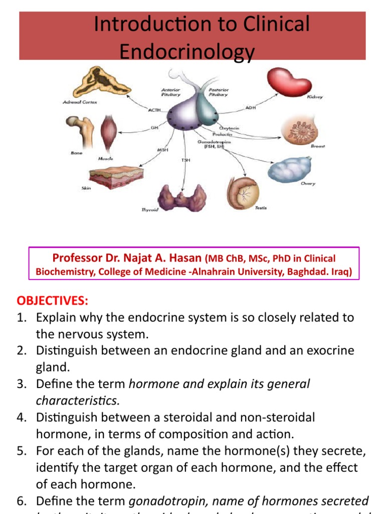 Introduction To Clinical Endocrinology: Professor Dr. Najat A. Hasan ...
