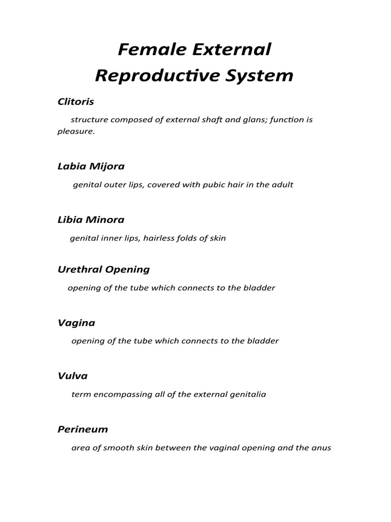 Female External Reproductive System: Clitoris | PDF