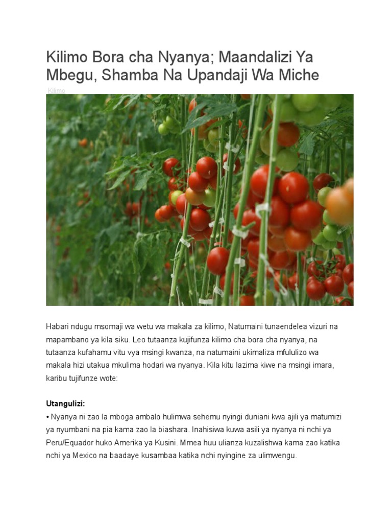 Kilimo Bora Cha Nyanya | PDF