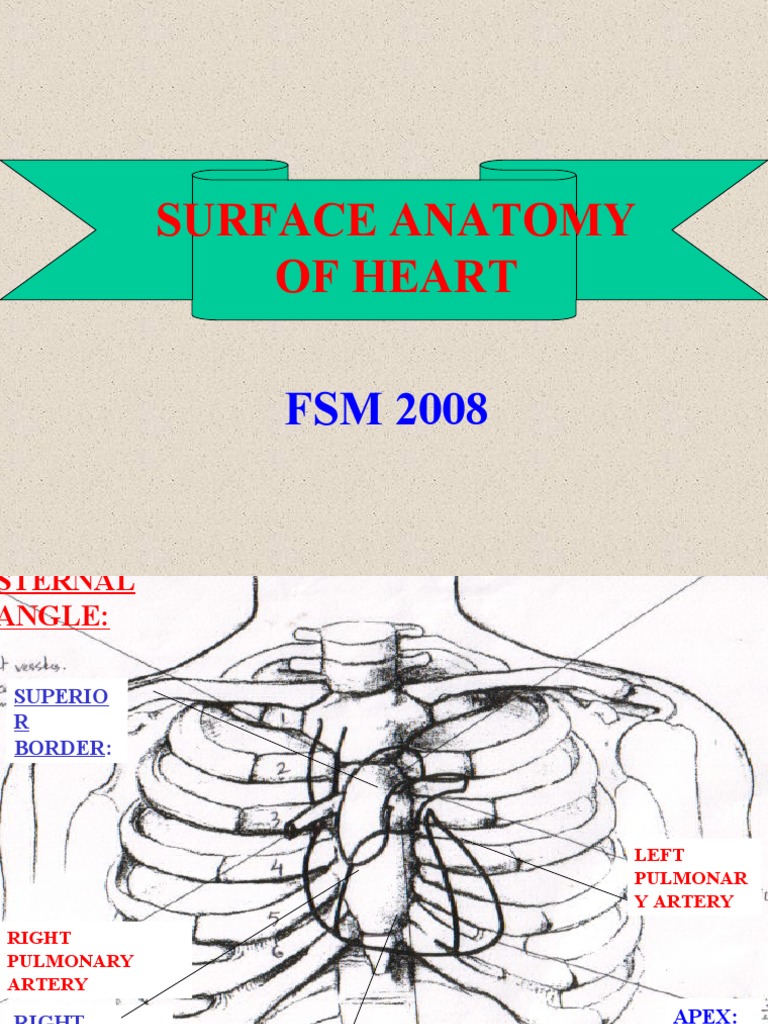 Heart Surface Anatomy and Borders | PDF | Heart | Aorta