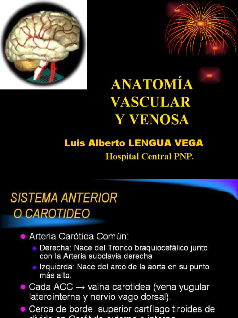 Anatomia Vascular | PDF