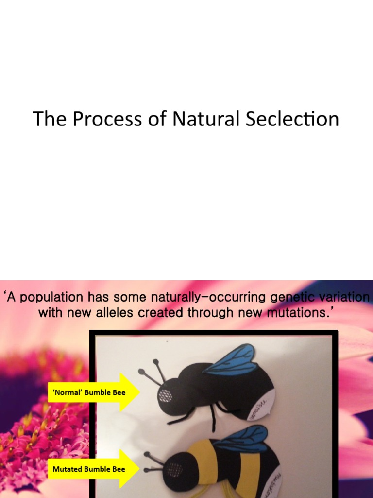 The Process of Natural Seclection | PDF