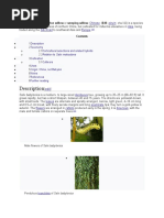 Tree Identification Cards | PDF | Flora | Trees