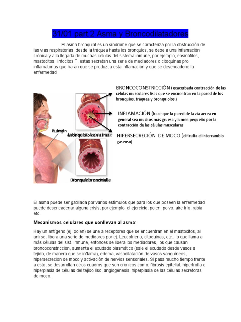 Broncoconstricción y Broncodilatadores en Asma | PDF | Asma | Inflamación