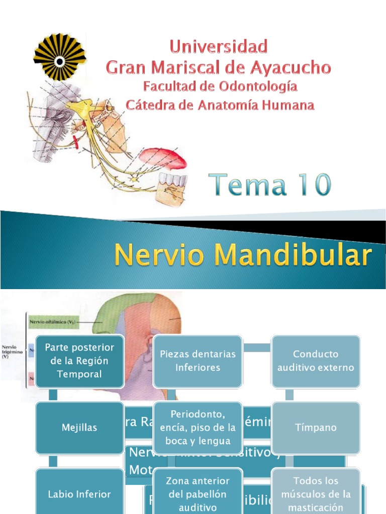 Nervio Mandibular | PDF | Anatomía humana | Cara