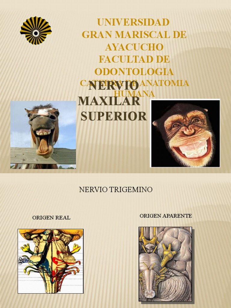Inervación del Nervio Maxilar Superior | PDF | Anatomía humana | Cara