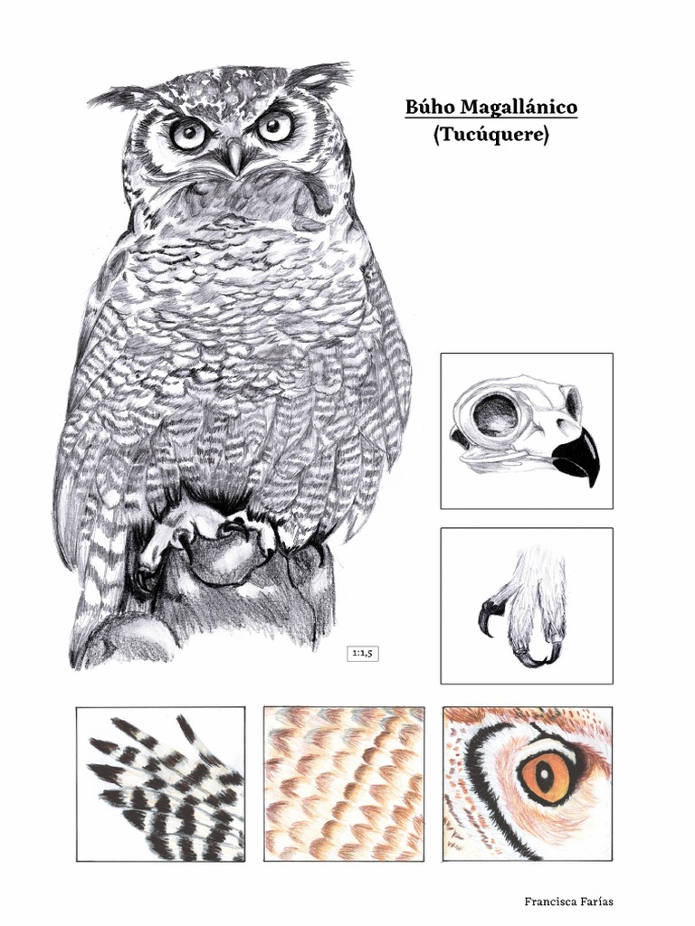 Lamina Ilustracion Cientifica Buho Tucuquere | PDF