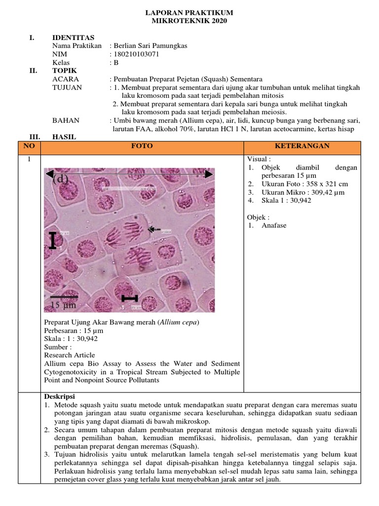 Preparat Squash Mitosis Akar Bawang Merah | PDF