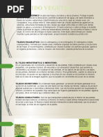 Guia Grado 7 Biologia Tejidos Vegetales | PDF | Plantas | Hoja