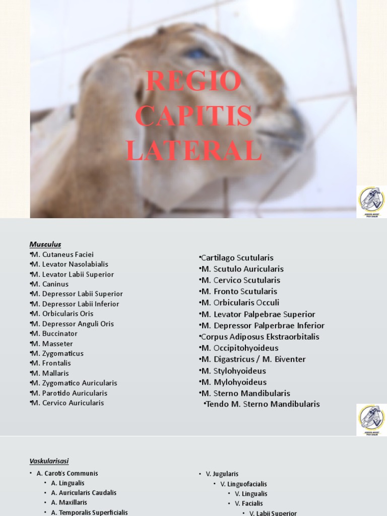 REGIO CAPITIS LATERAL Rev | PDF | Primate Anatomy | Soft Tissue