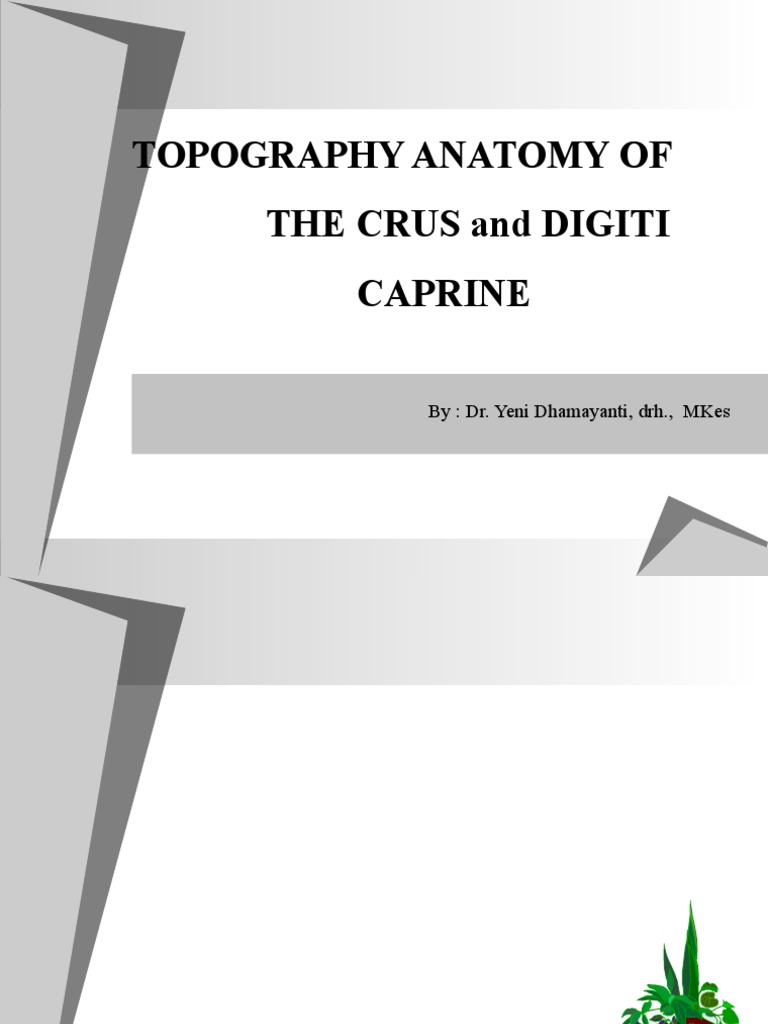 Topography Anatomy of The Crus Caprine | PDF | Human Leg | Limbs (Anatomy)