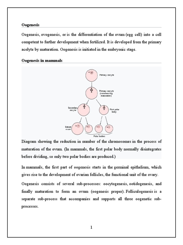 Oogenesis | PDF | Meiosis | Genetics
