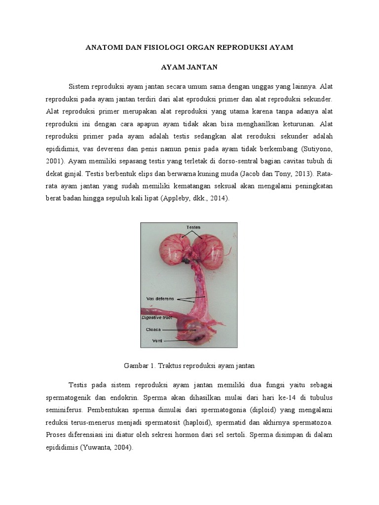 Anatomi Dan Fisiologi Organ Reproduksi Ayam | PDF
