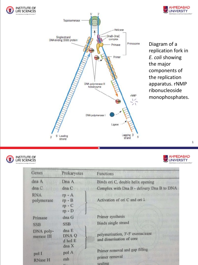 Diagram of A Replication Fork in The Major Components of The ...