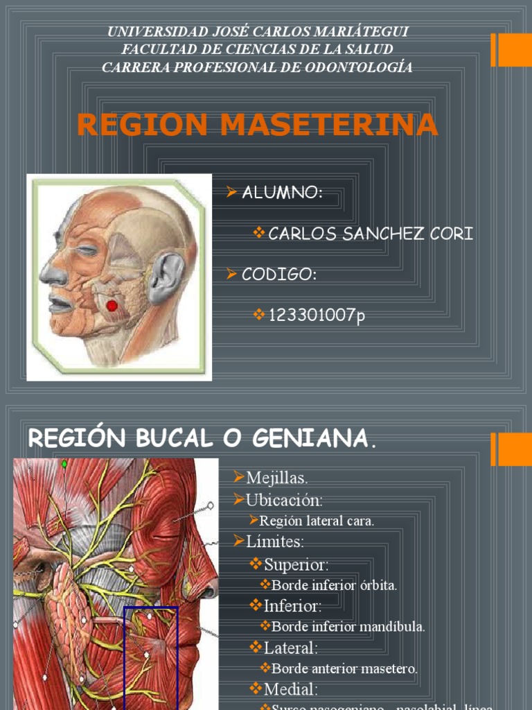 Maseterina | PDF | Anatomía humana | Cabeza y cuello humanos