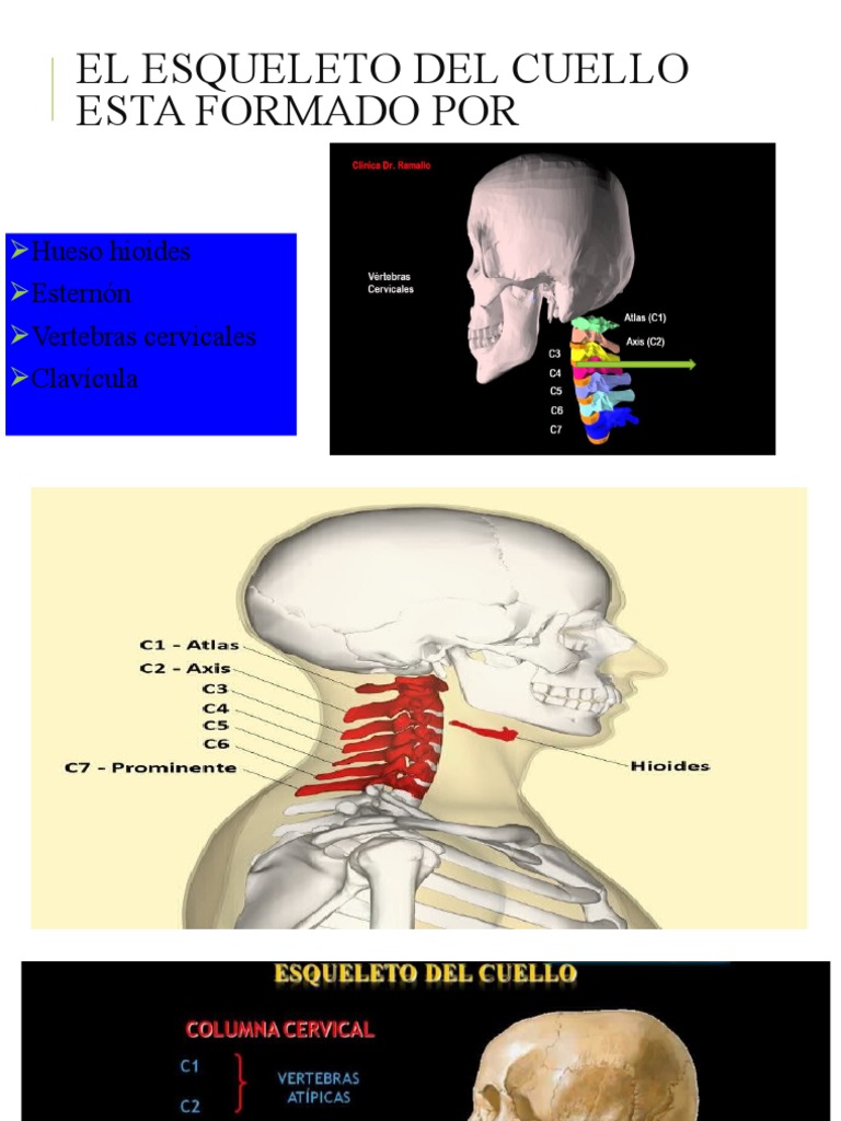 Esqueleto Del Cuello | PDF