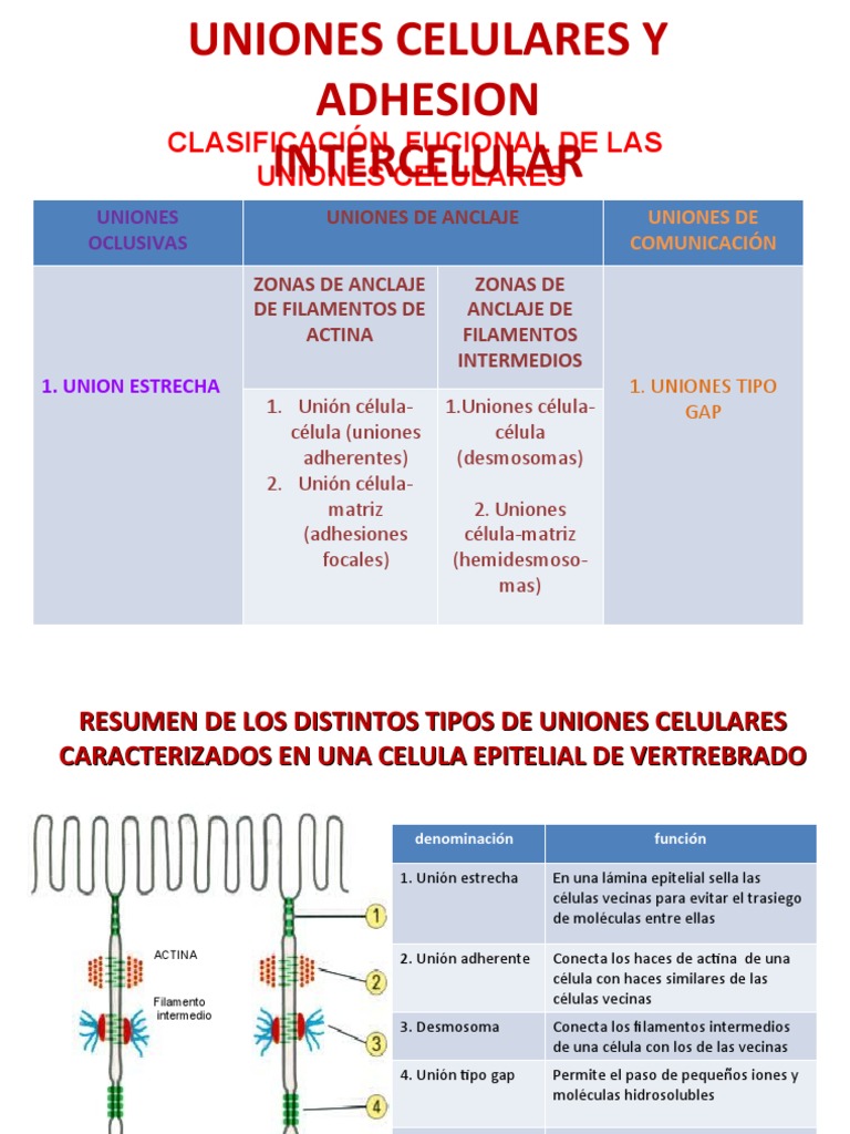 Clasificación de Uniones Celulares | PDF | Biología Celular | Biología