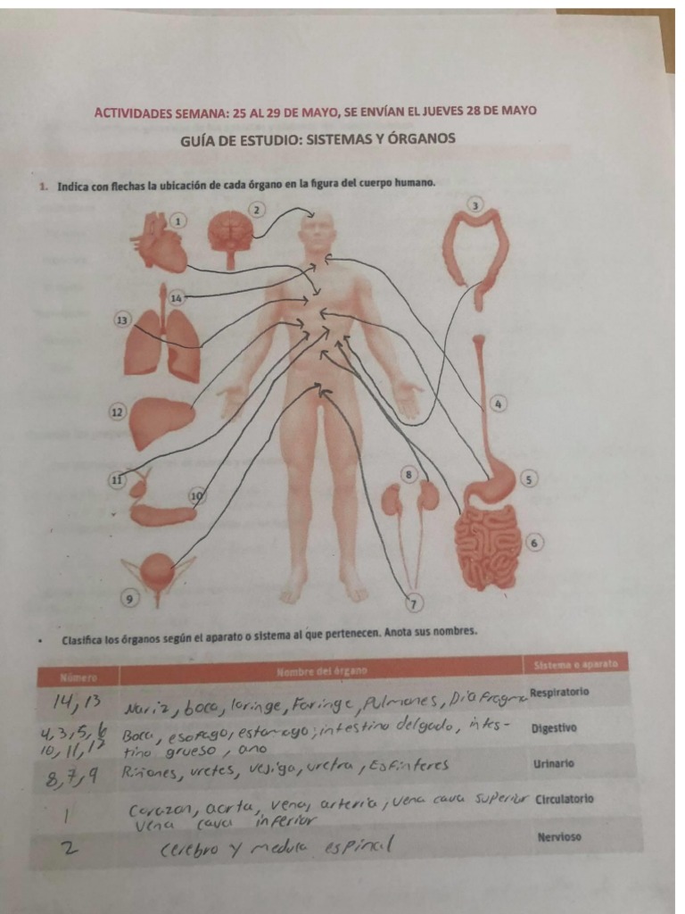 Biologia Organos | PDF
