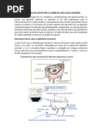 Sistema de Producción de Leche en Granjas Bovinas Familiares | PDF | Vacas | Leche